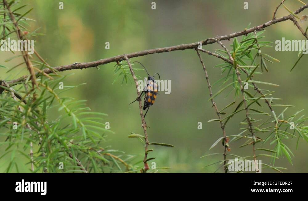 Insect is climbing on conifer tree branch and almost falls down in ...