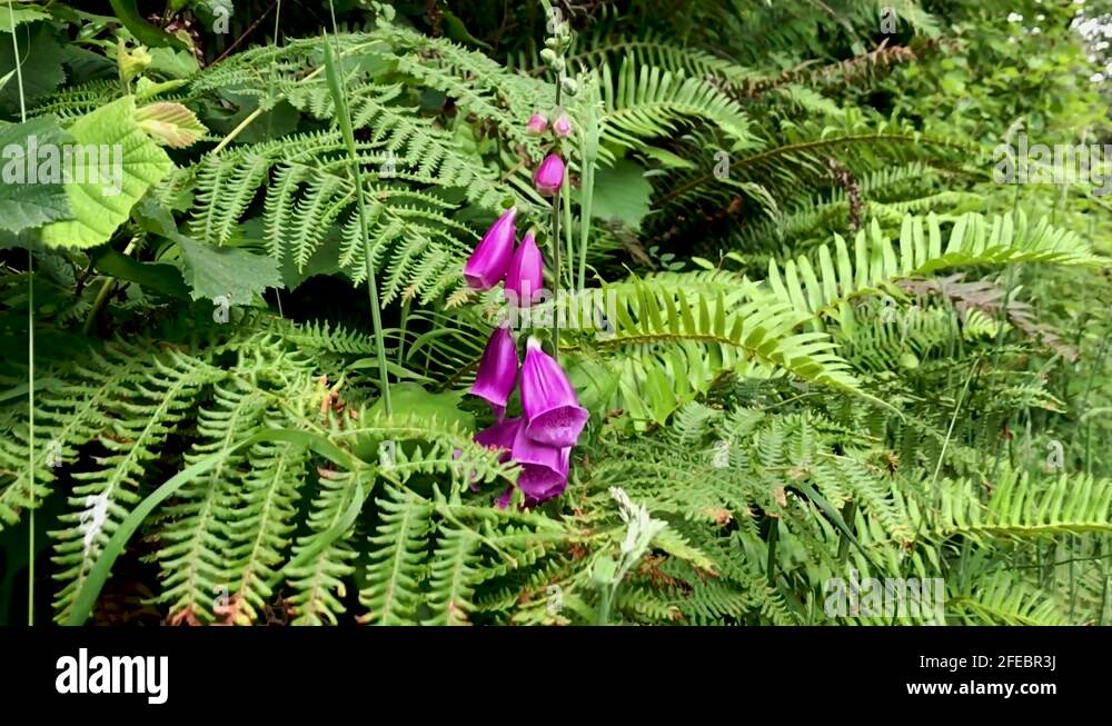 Oregon ferns Stock Videos & Footage - HD and 4K Video Clips - Alamy