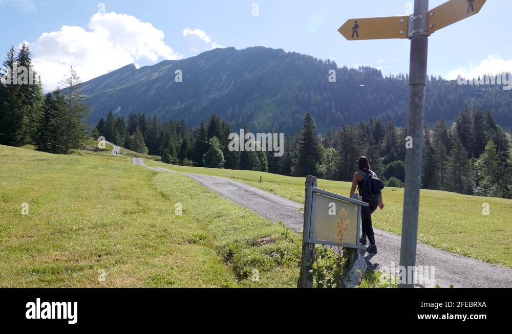 Path at the edge of the forest with field sun Stock Videos & Footage ...