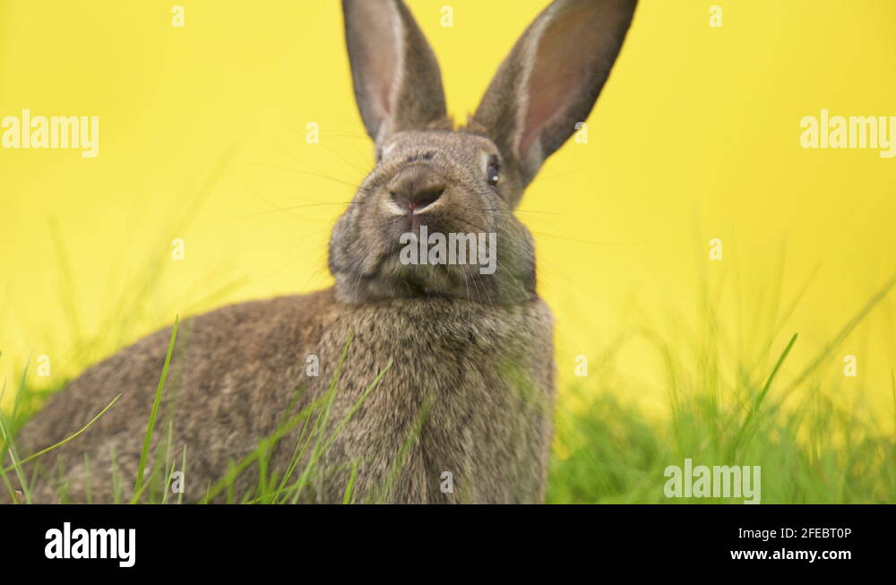 Large rabbit Stock Videos & Footage - HD and 4K Video Clips - Alamy