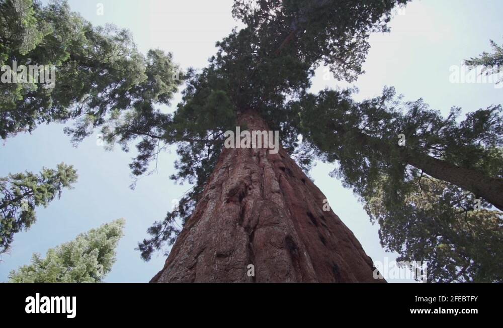 Looking up at huge tree Stock Videos & Footage - HD and 4K Video Clips ...