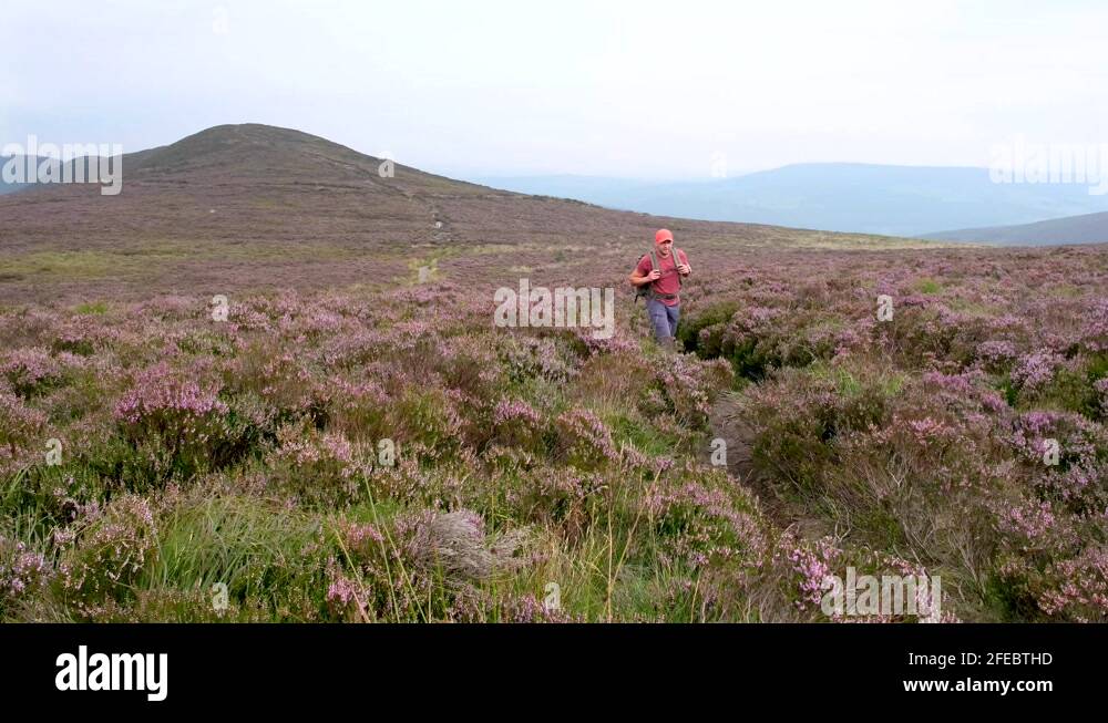 Heather walk Stock Videos & Footage - HD and 4K Video Clips - Alamy
