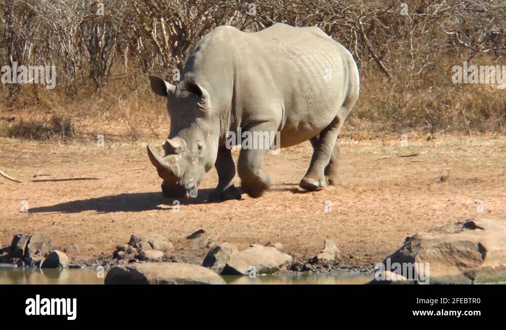 Rhino at water hole Stock Videos & Footage - HD and 4K Video Clips - Alamy