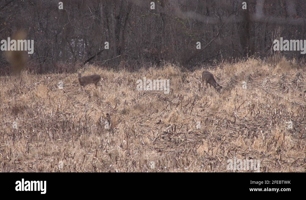 Whitetail buck doe rut Stock Videos & Footage - HD and 4K Video Clips ...
