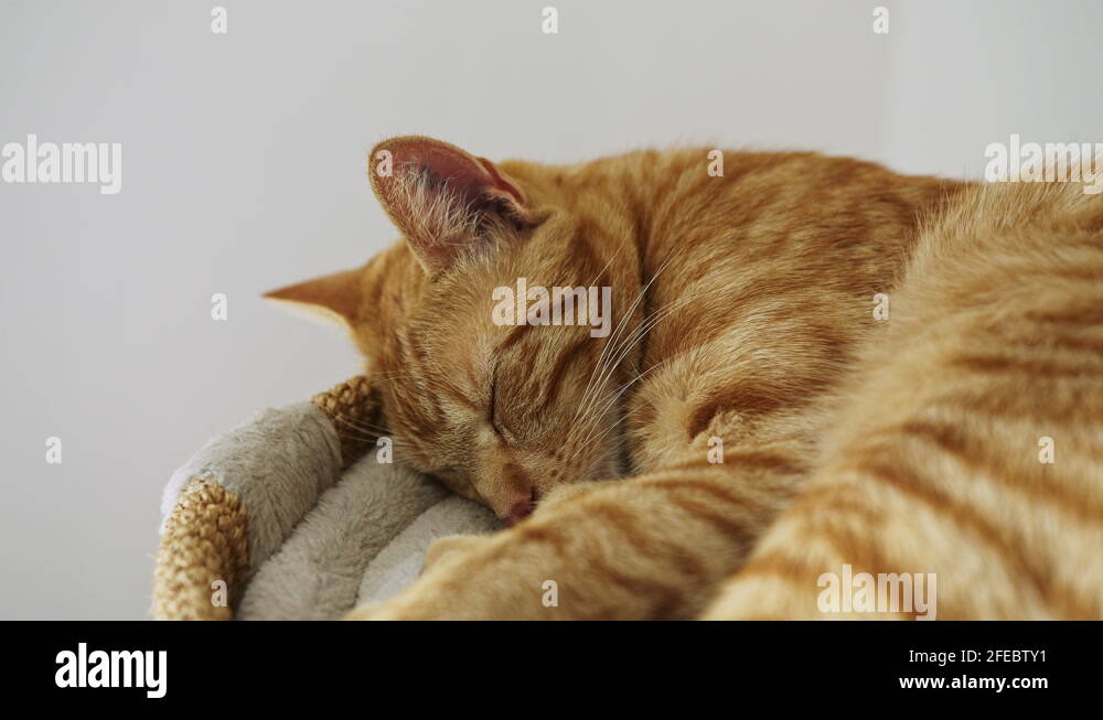 Lazy tabby tomcat Stock Videos & Footage - HD and 4K Video Clips - Alamy