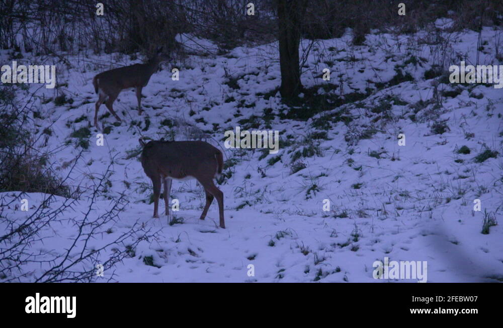 Doe hill Stock Videos & Footage - HD and 4K Video Clips - Alamy