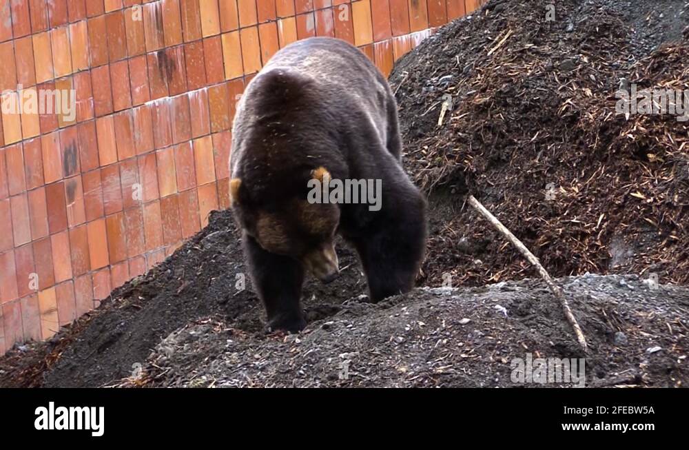 Big black bear digging the ground for food next to a wall Stock Video ...