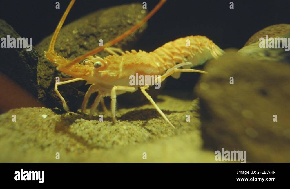 Banded Whip Lobster (Puerulus angulatus) Inside The Glass Aquarium With ...