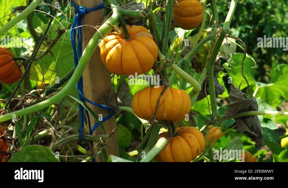 Jack be little pumpkins Stock Videos & Footage - HD and 4K Video Clips ...