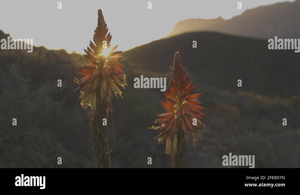 Fynbos plant Stock Videos & Footage - HD and 4K Video Clips - Alamy