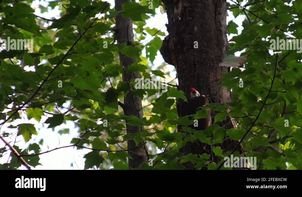Feeding in a tree Stock Videos & Footage - HD and 4K Video Clips - Alamy