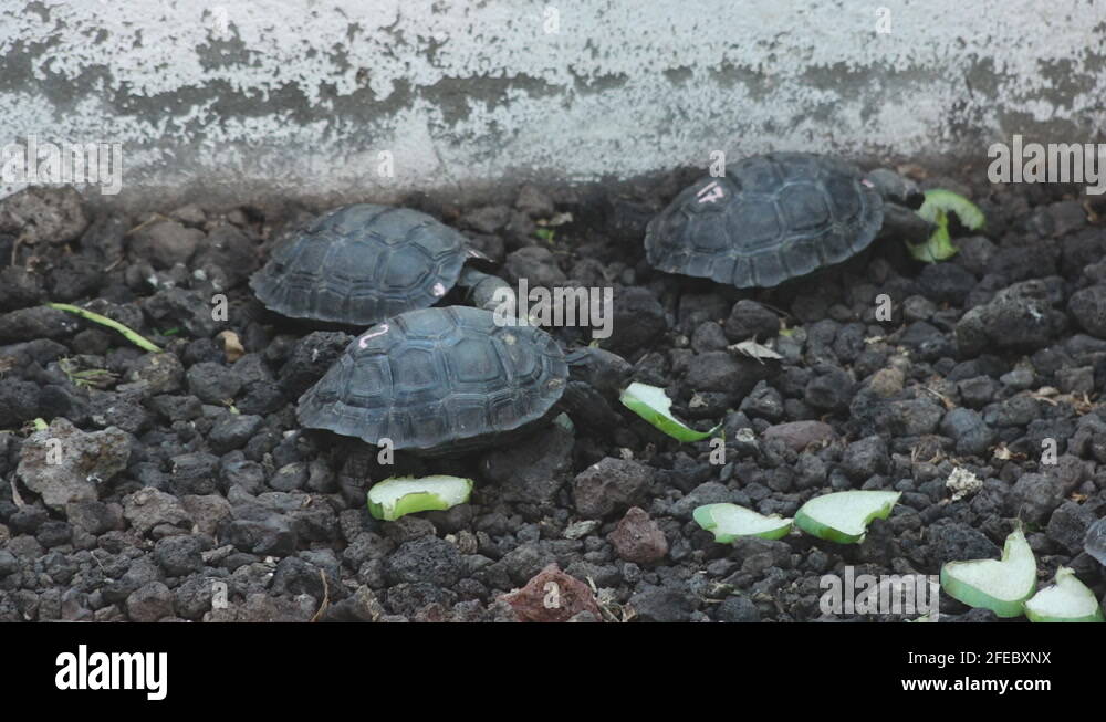 Baby Newborn Giant Tortoises Labeled for Science Crawling over Rocks at ...