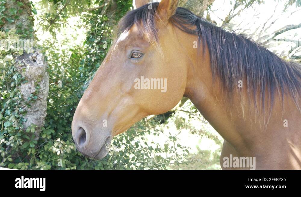 Portrait of horse head Stock Videos & Footage - HD and 4K Video Clips ...