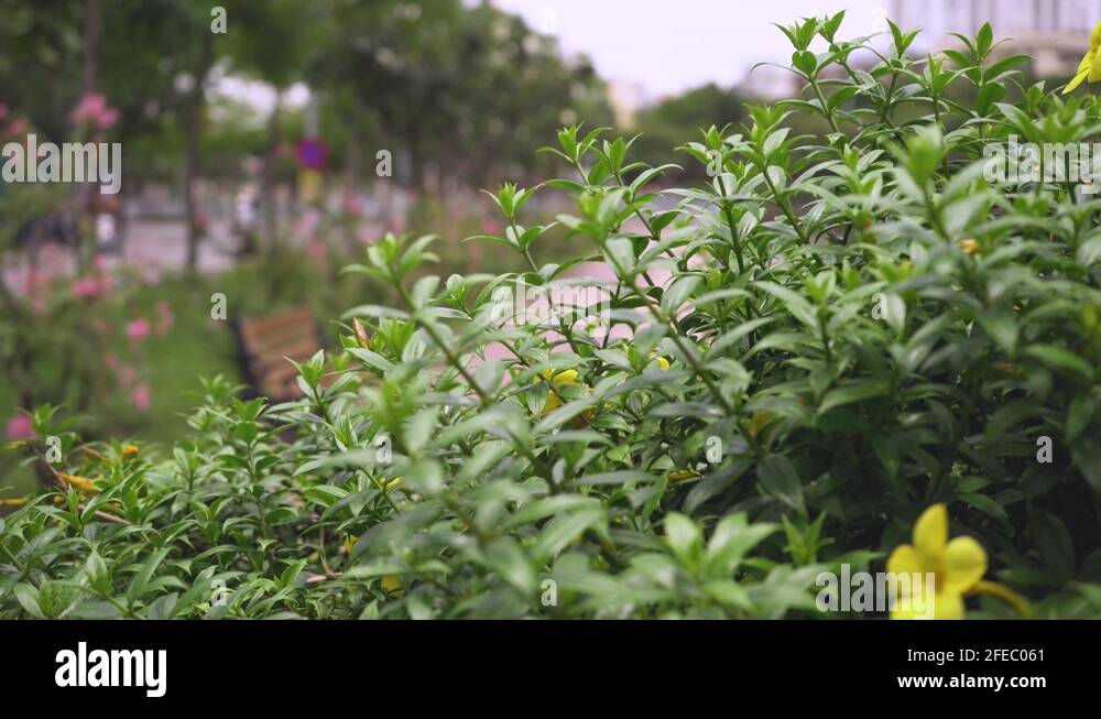 Canal plants Stock Videos & Footage - HD and 4K Video Clips - Alamy