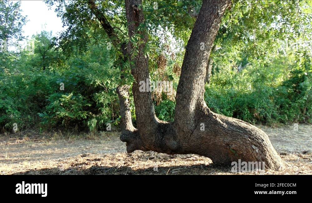 Comanche indian Stock Videos & Footage - HD and 4K Video Clips - Alamy