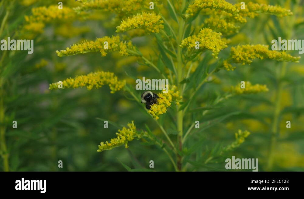 Foraging insect Stock Videos & Footage - HD and 4K Video Clips - Alamy