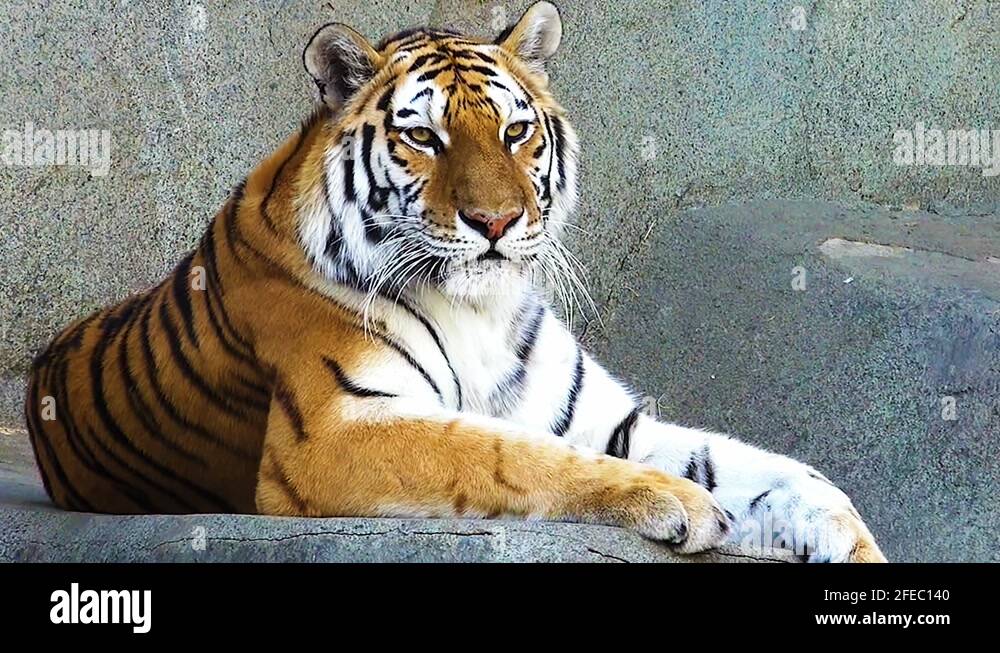 Laying down on a rock Stock Videos & Footage - HD and 4K Video Clips ...