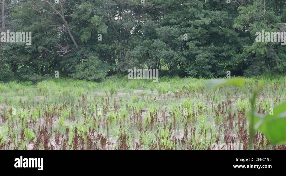 Red moor nature reserve Stock Videos & Footage - HD and 4K Video Clips ...