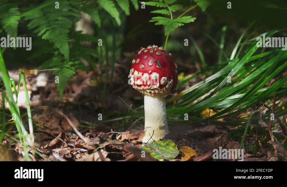 Amanita white death cap Stock Videos & Footage - HD and 4K Video Clips ...