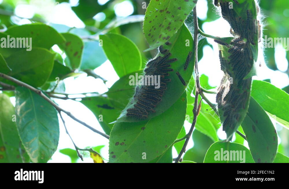 Tea tussock moth Stock Videos & Footage - HD and 4K Video Clips - Alamy