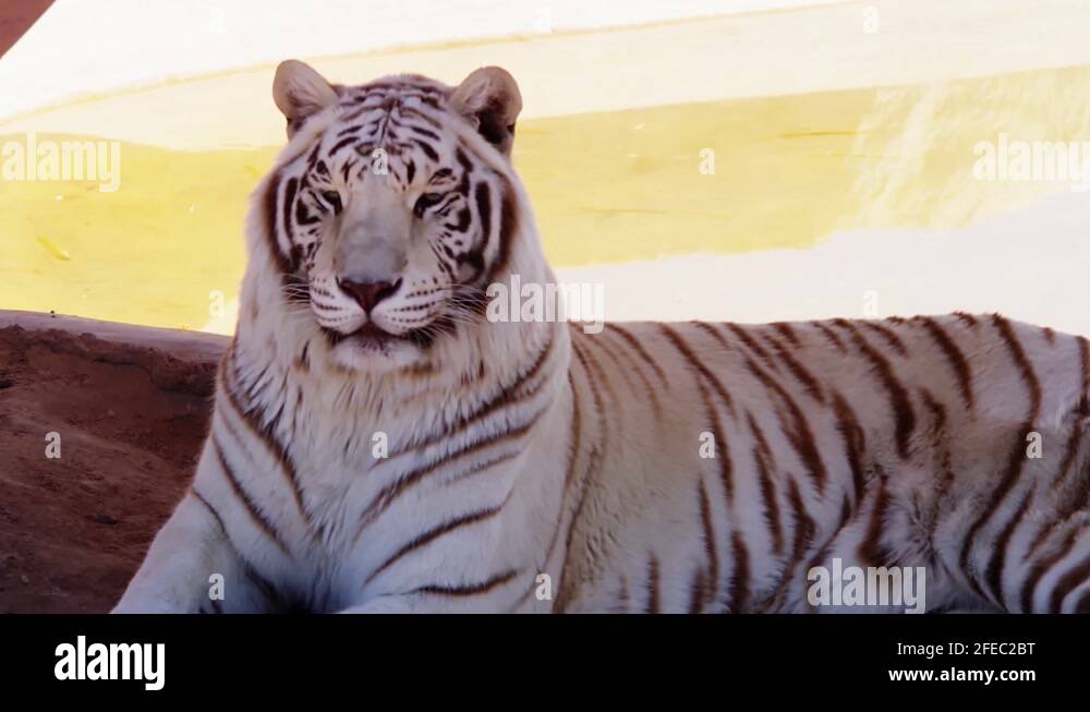Albino tiger Stock Videos & Footage - HD and 4K Video Clips - Alamy