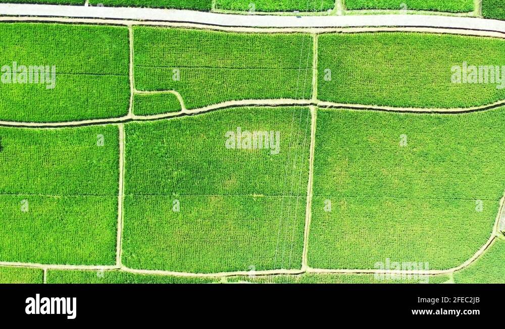 Rice growing in a paddy field Stock Videos & Footage - HD and 4K Video ...