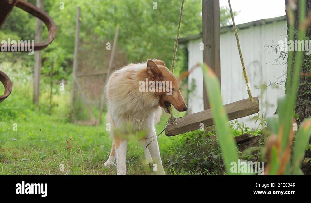 Dog pulling rope Stock Videos & Footage - HD and 4K Video Clips - Alamy