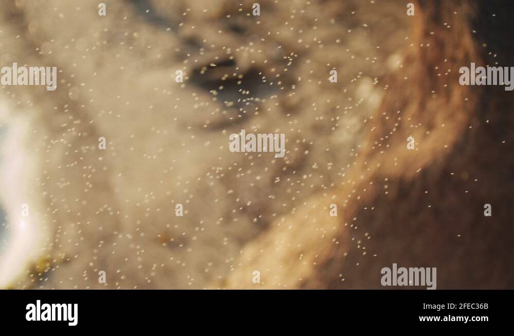 Floating yellow dust particles on Stock Videos & Footage - HD and 4K ...