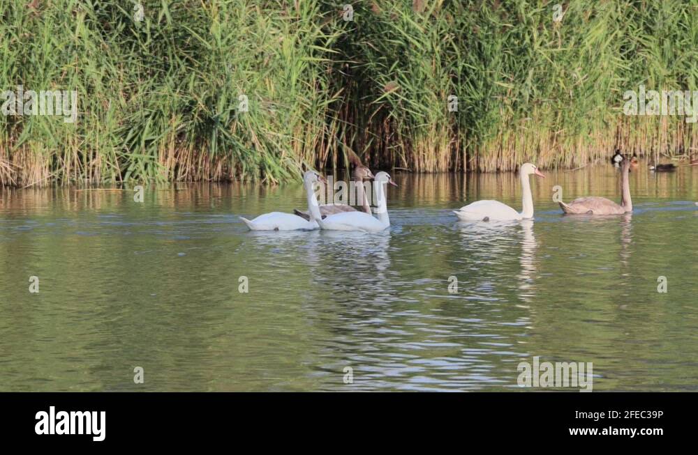 family of swans swim in the mincio park in Mantua Stock Video Footage ...