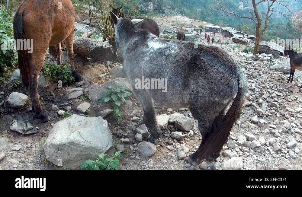 Donkey tail Stock Videos & Footage - HD and 4K Video Clips - Alamy