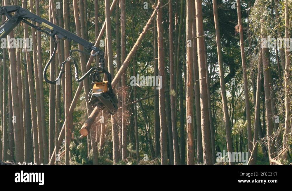 Logging machines Stock Videos & Footage - HD and 4K Video Clips - Alamy