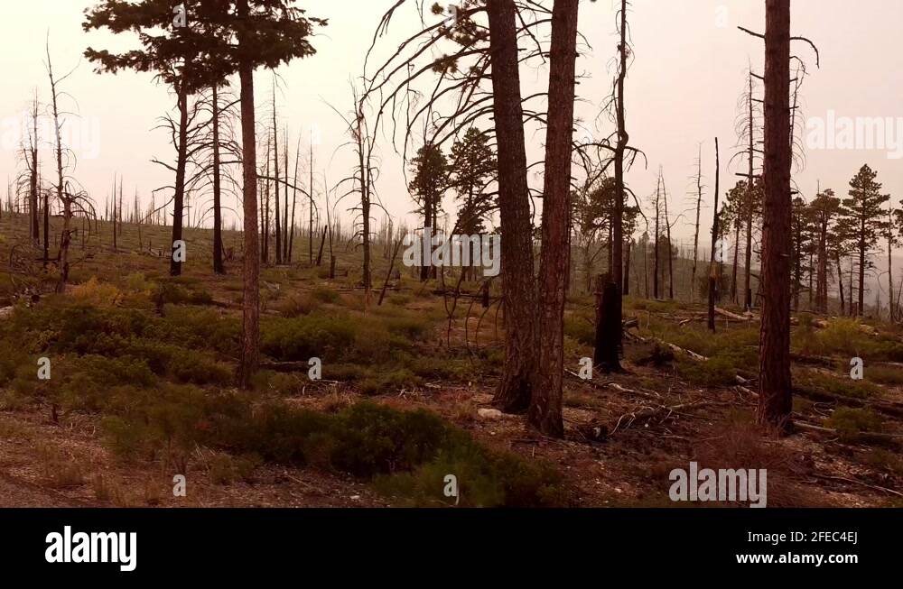 Burned forest trees Stock Videos & Footage - HD and 4K Video Clips - Alamy