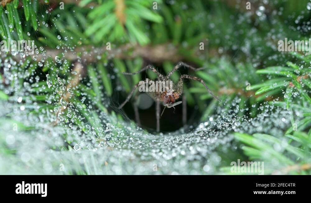 Spiders water droplets Stock Videos & Footage - HD and 4K Video Clips ...