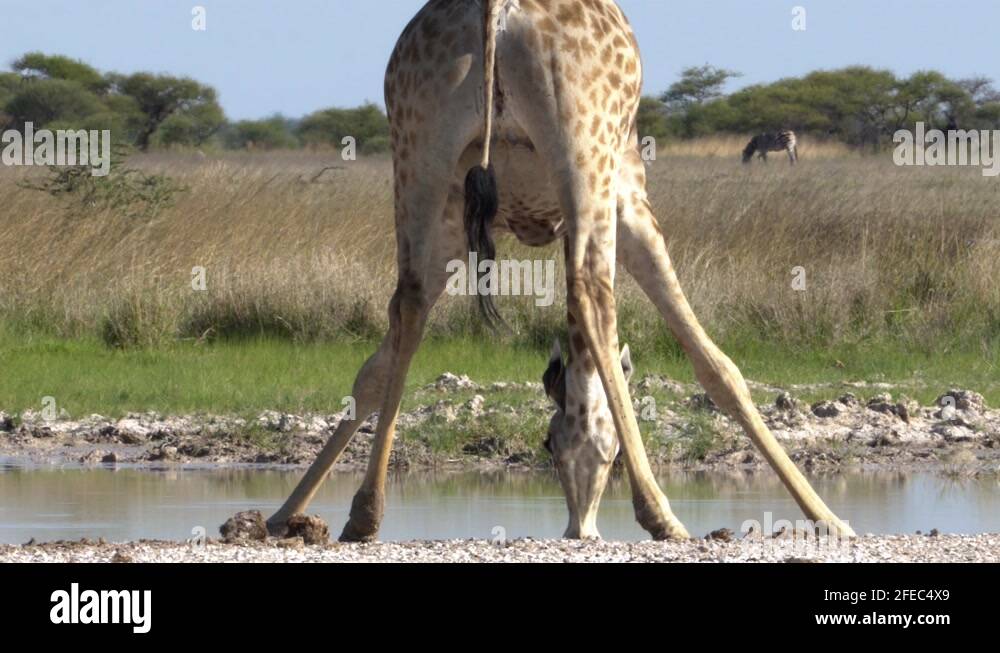 Giraffe from back Stock Videos & Footage - HD and 4K Video Clips - Alamy