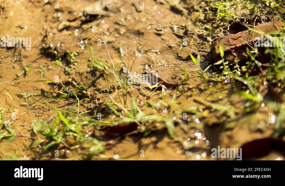 Amazon rainforest clay Stock Videos & Footage - HD and 4K Video Clips ...