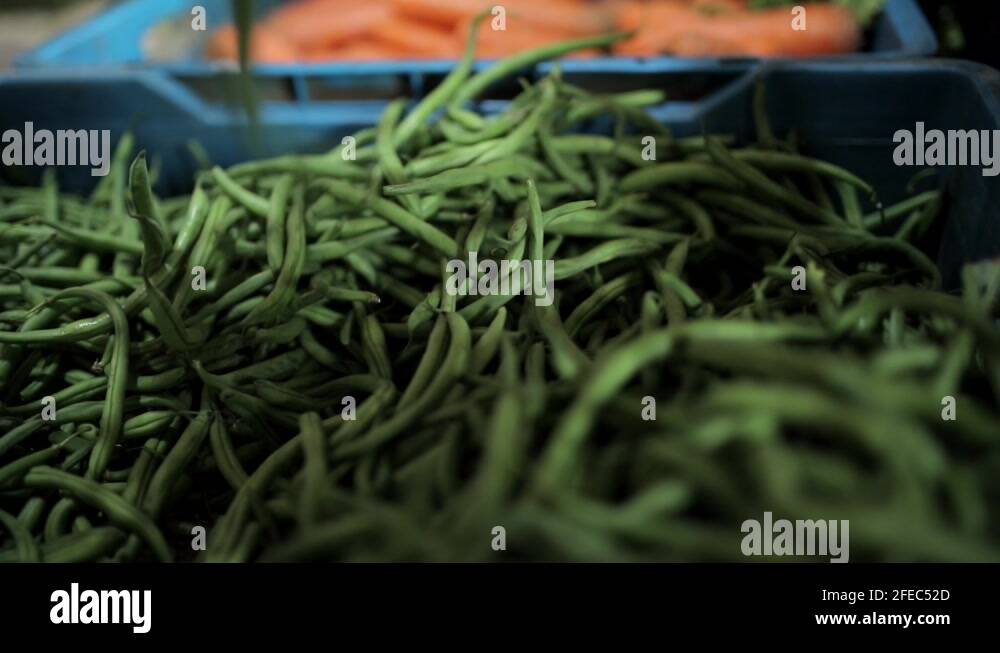French farm beans Stock Videos & Footage - HD and 4K Video Clips - Alamy