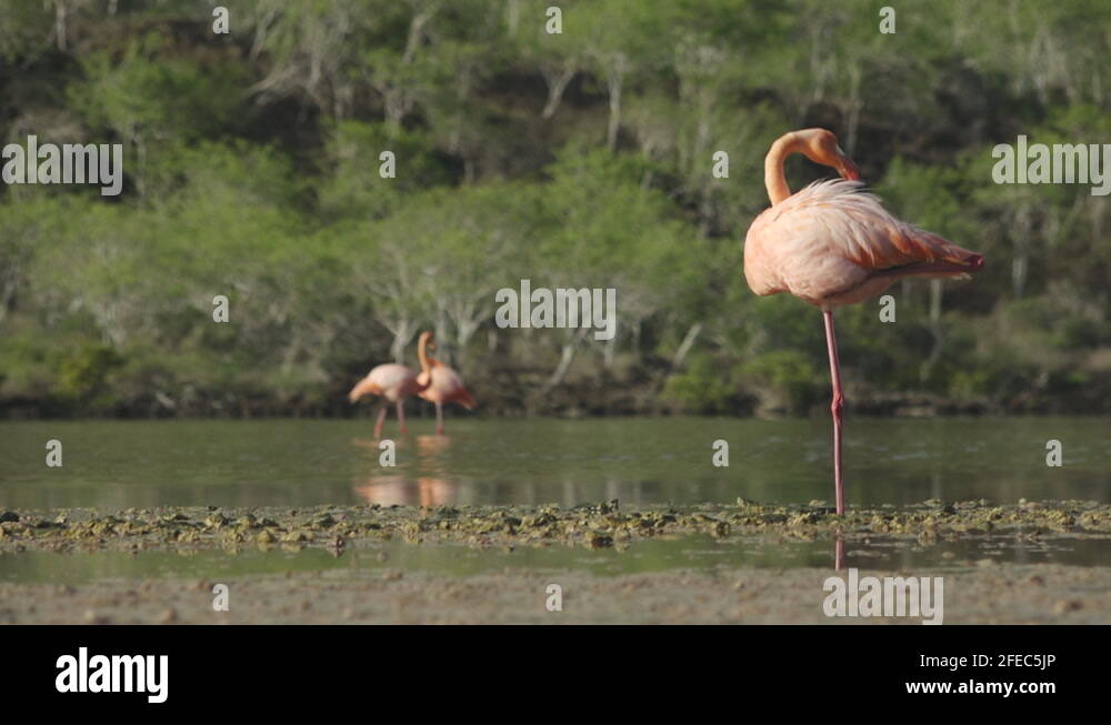 Flamingo Perched on One Leg Scratching Itself in Shallow Lake of Lush ...