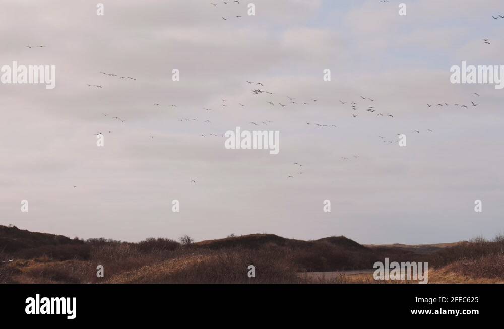 Seasonal migration Stock Videos & Footage - HD and 4K Video Clips - Alamy