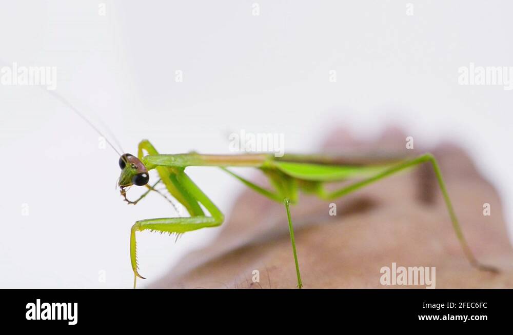Praying mantis hand Stock Videos & Footage - HD and 4K Video Clips - Alamy