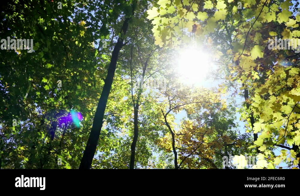 Backlit autumn tree Stock Videos & Footage - HD and 4K Video Clips - Alamy