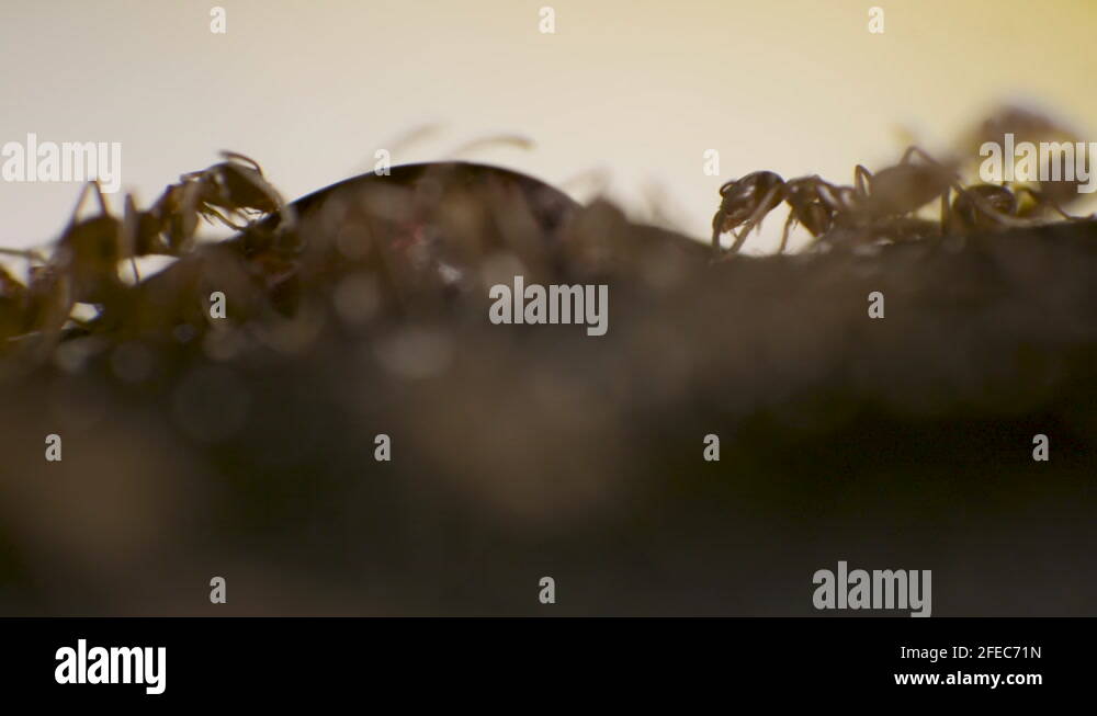 Insect colony Stock Videos & Footage - HD and 4K Video Clips - Alamy