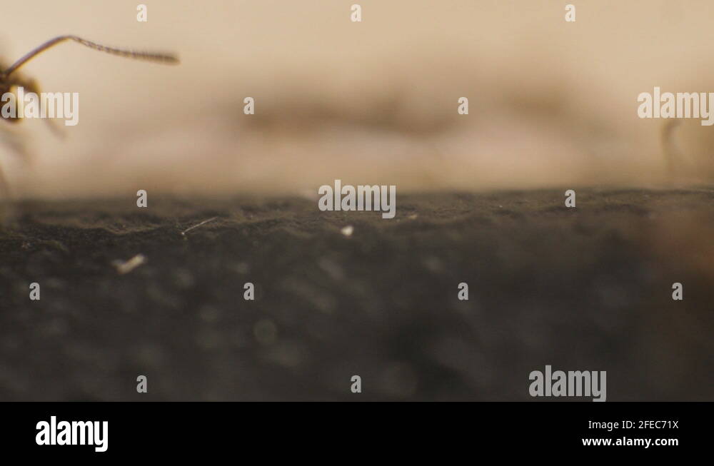 Surface insects Stock Videos & Footage - HD and 4K Video Clips - Alamy