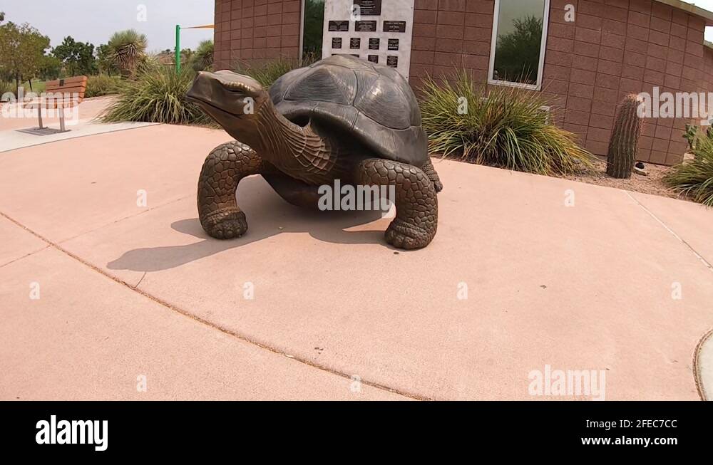 George the tortoise Stock Videos & Footage - HD and 4K Video Clips - Alamy