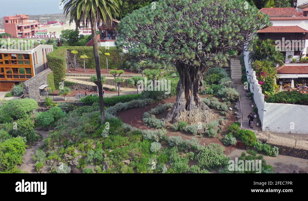 El Drago Milenario, the oldest specimen of the Dragon tree, dracaena ...