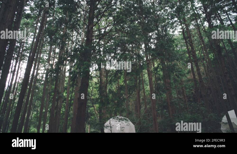 Dome shaped tree Stock Videos & Footage - HD and 4K Video Clips - Alamy