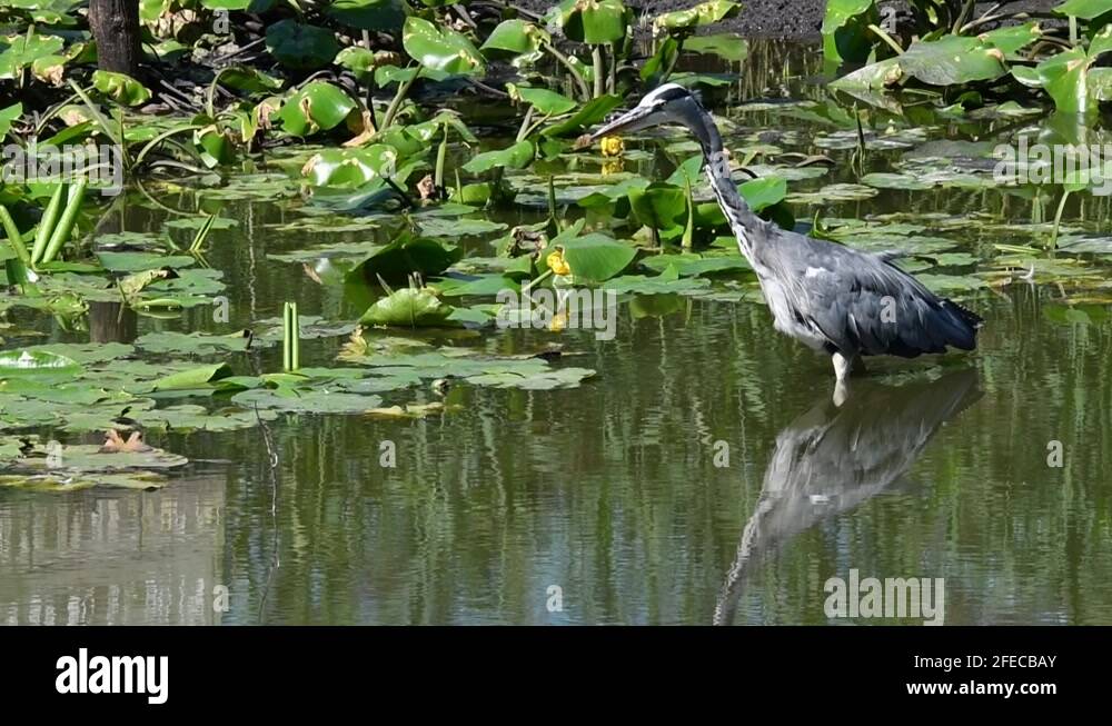 Ardea cinerea uk fish Stock Videos & Footage - HD and 4K Video Clips - Alamy