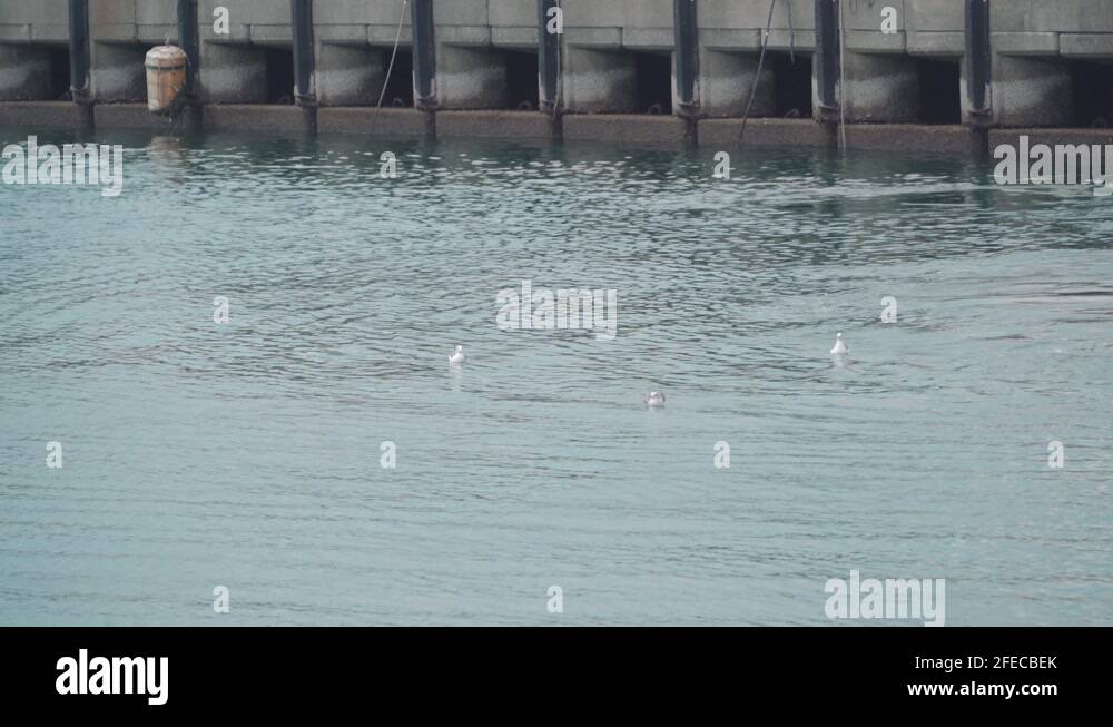 Numazu fish Stock Videos & Footage - HD and 4K Video Clips - Alamy