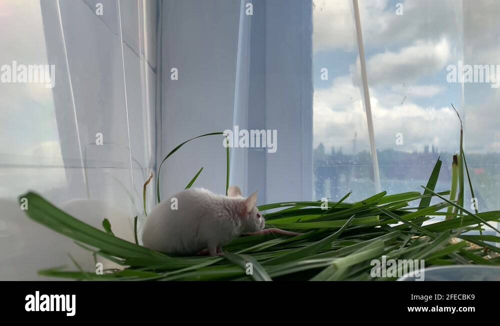 White cute albino laboratory mouse sitting in green grass, standing on ...