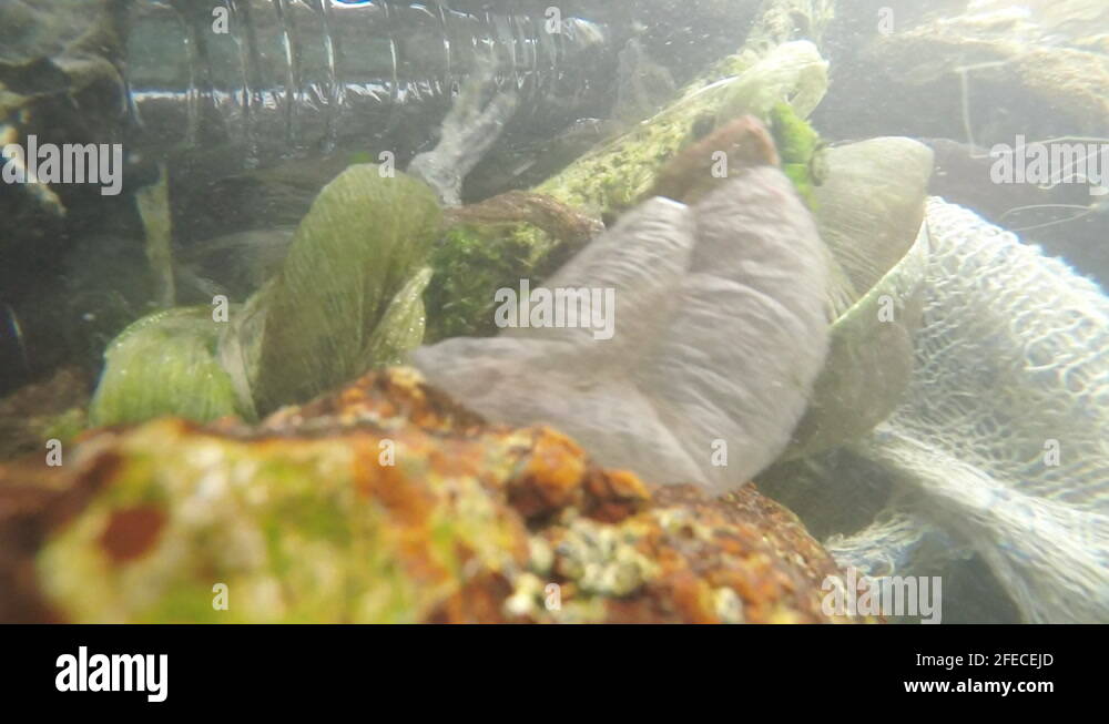 Trash underwater Stock Videos & Footage - HD and 4K Video Clips - Alamy