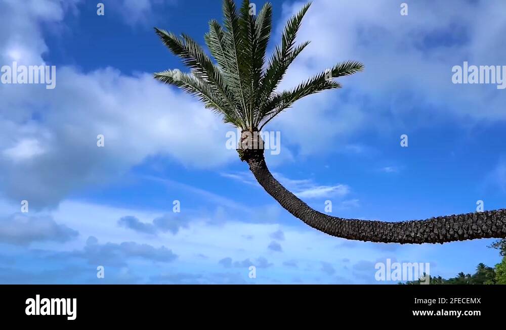 Tropical Beach background. Iconic leaning palm tree at Sunset Beach ...